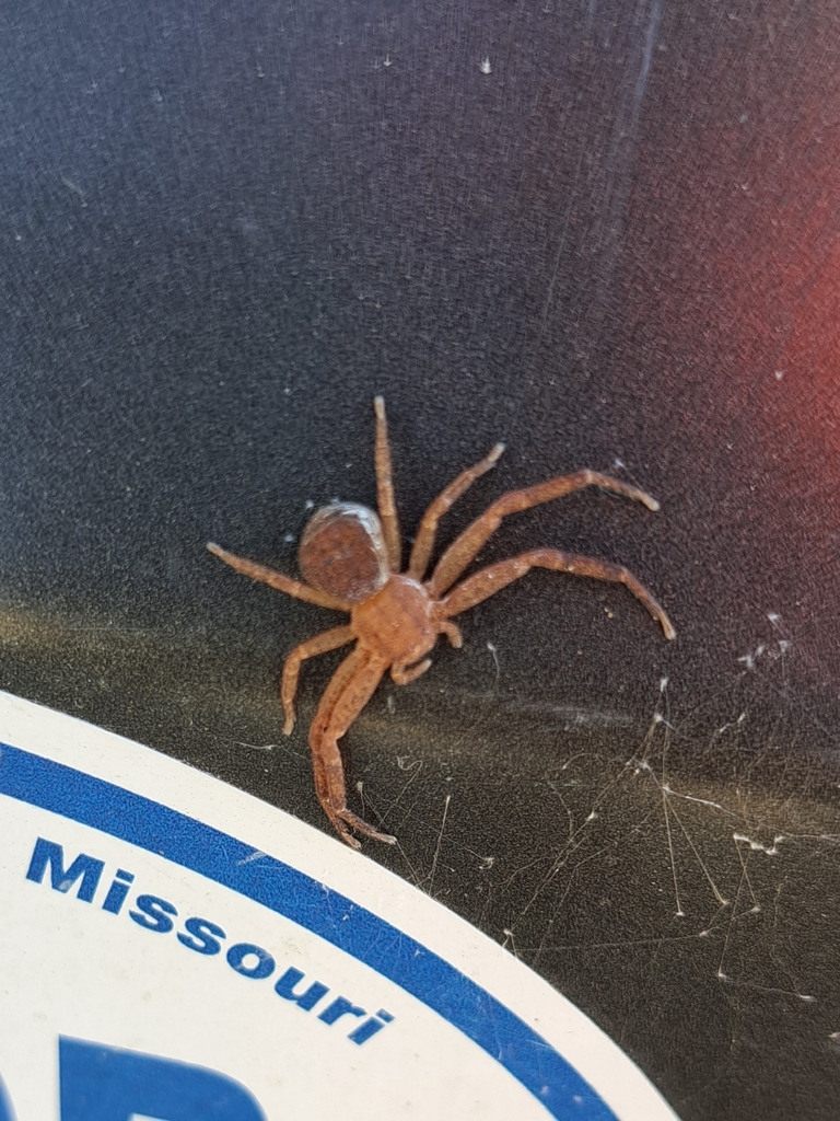 Ground Crab Spiders from St Peters, MO 63304, USA on November 11, 2023 ...
