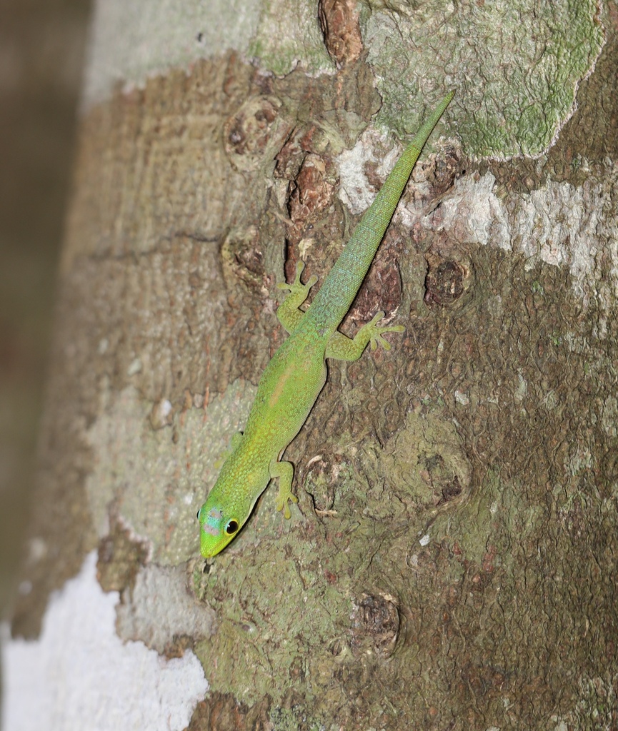 Antanosy Day Gecko in August 2023 by samhyderoberts. Photographed at ...