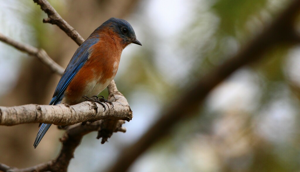 Eastern Bluebird from C. El Chaco 3200, Providencia, 44630 Guadalajara ...