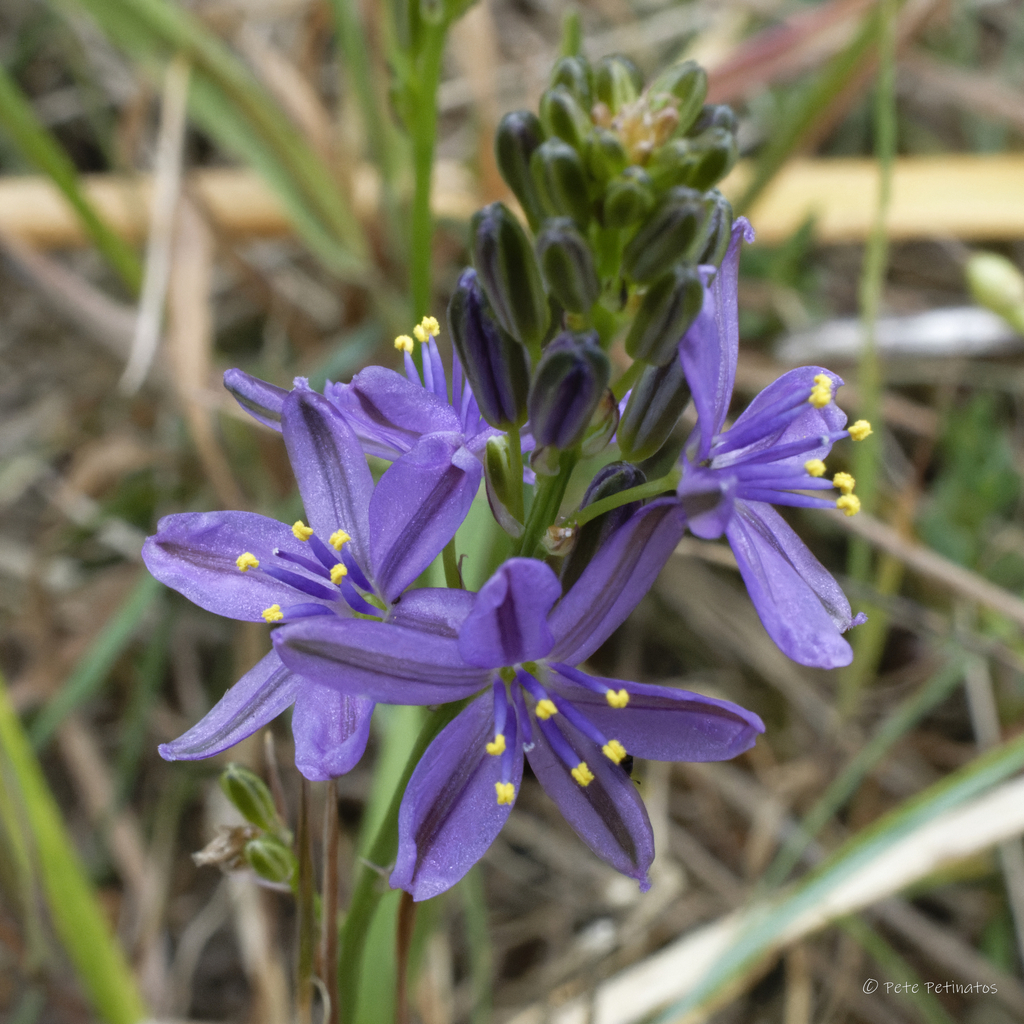 blue grass lily from Sunbury VIC 3429, Australia on November 11, 2023 ...