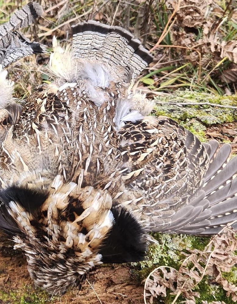 Ruffed Grouse from U.S. Forest Service Huron - Manistee NFs, Roscommon ...