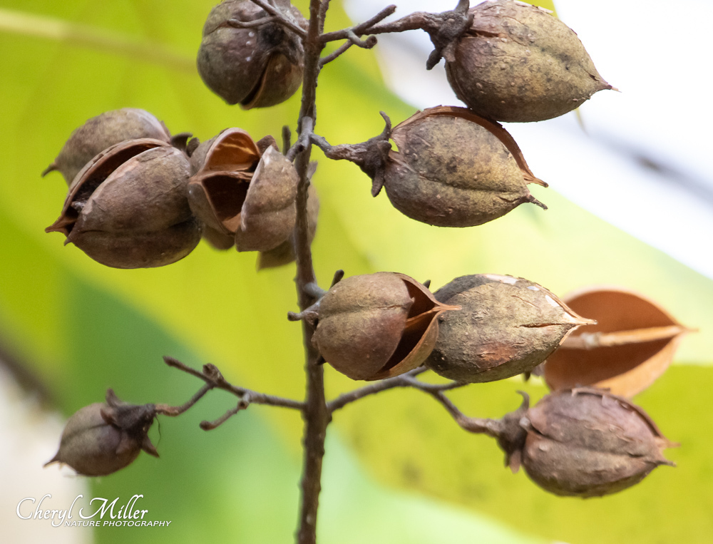 princess tree from 1 Safari Pl, Baltimore, MD 21217, USA on November 11 ...