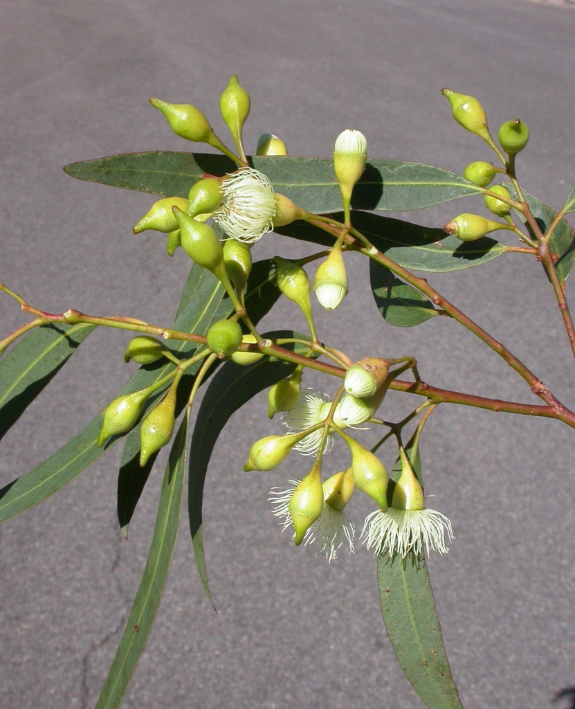 South Australian Blue Gum (Eucalyptus leucoxylon leucoxylon ...