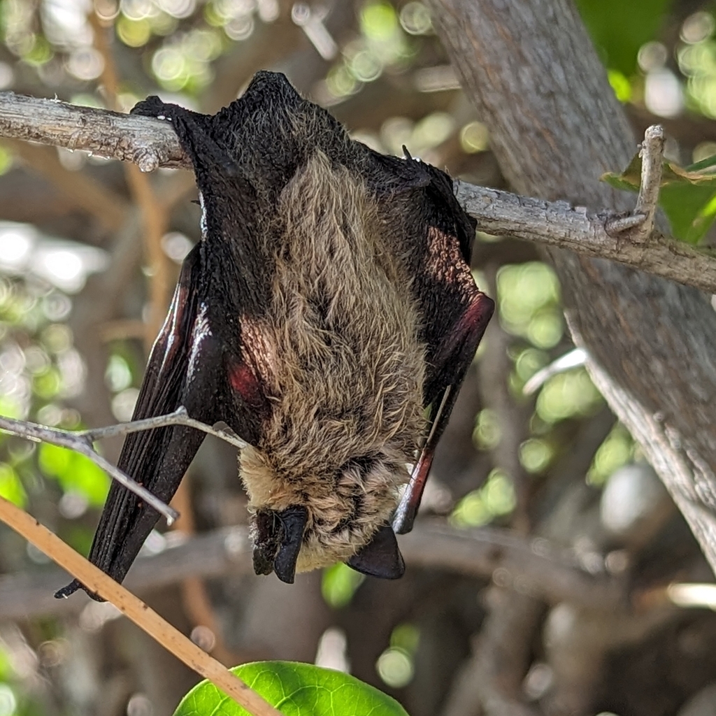 Canyon Bat from University, Riverside, CA 92507, USA on November 11 ...