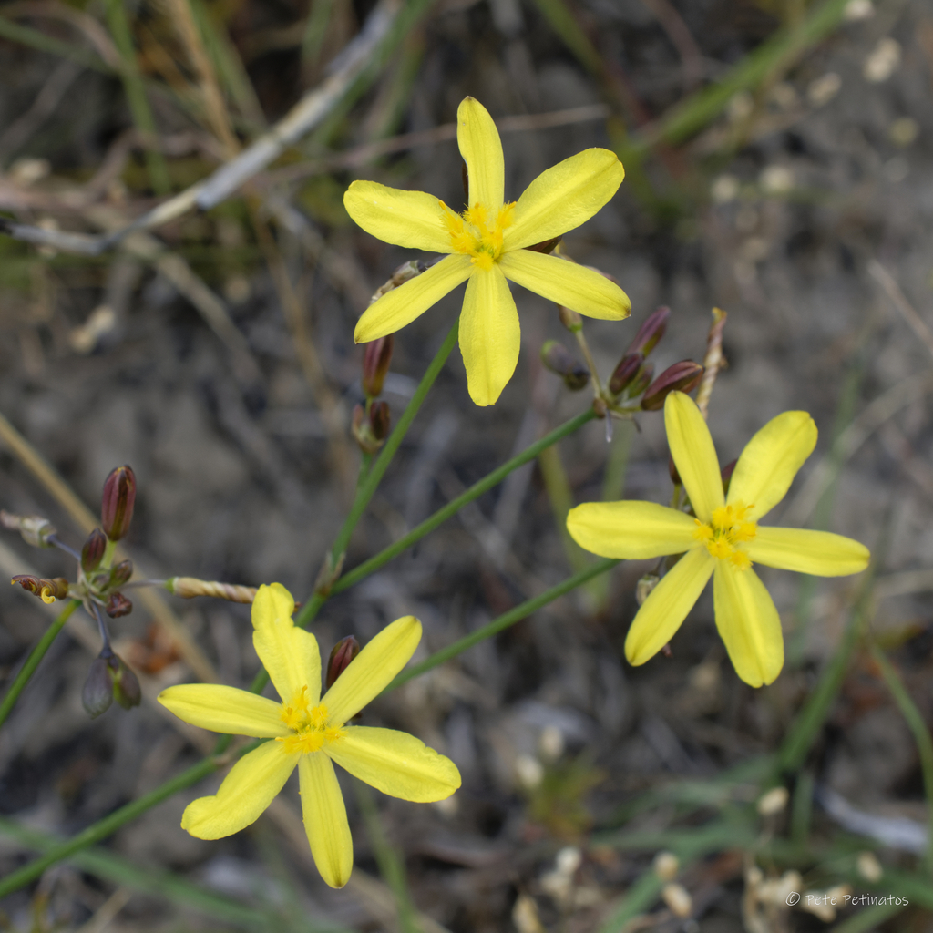 yellow rush-lily from Sunbury VIC 3429, Australia on November 11, 2023 ...