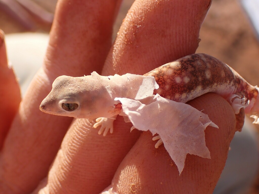 Border Beaked Gecko in November 2023 by Gen C · iNaturalist