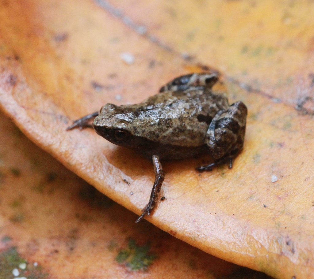 Mini scule in November 2018 by samhyderoberts · iNaturalist