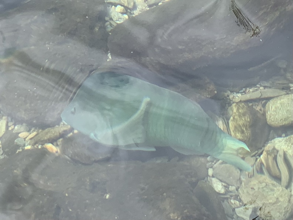 Parrotfishes from La Tinta Bay, Trinidad and Tobago, TT on November 11 ...