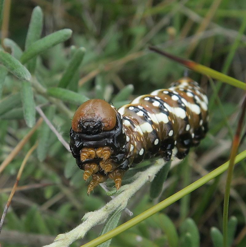 Banksia Moth from Nadgee NSW 2551, Australia on November 9, 2023 at 11: ...
