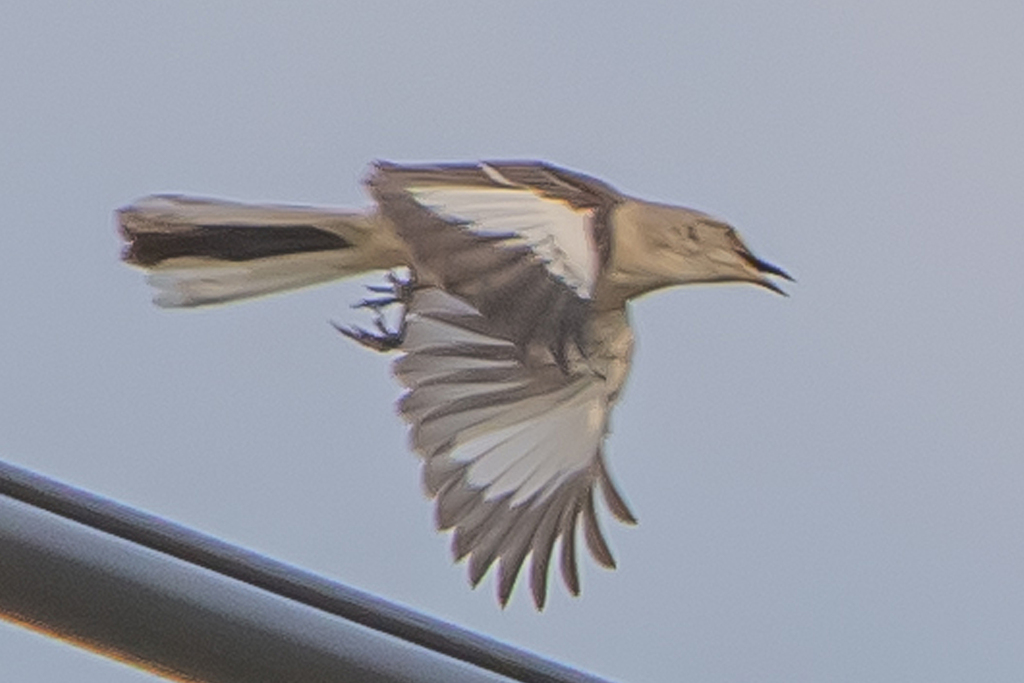 Northern Mockingbird from Alexandria City High School, Alexandria, VA ...