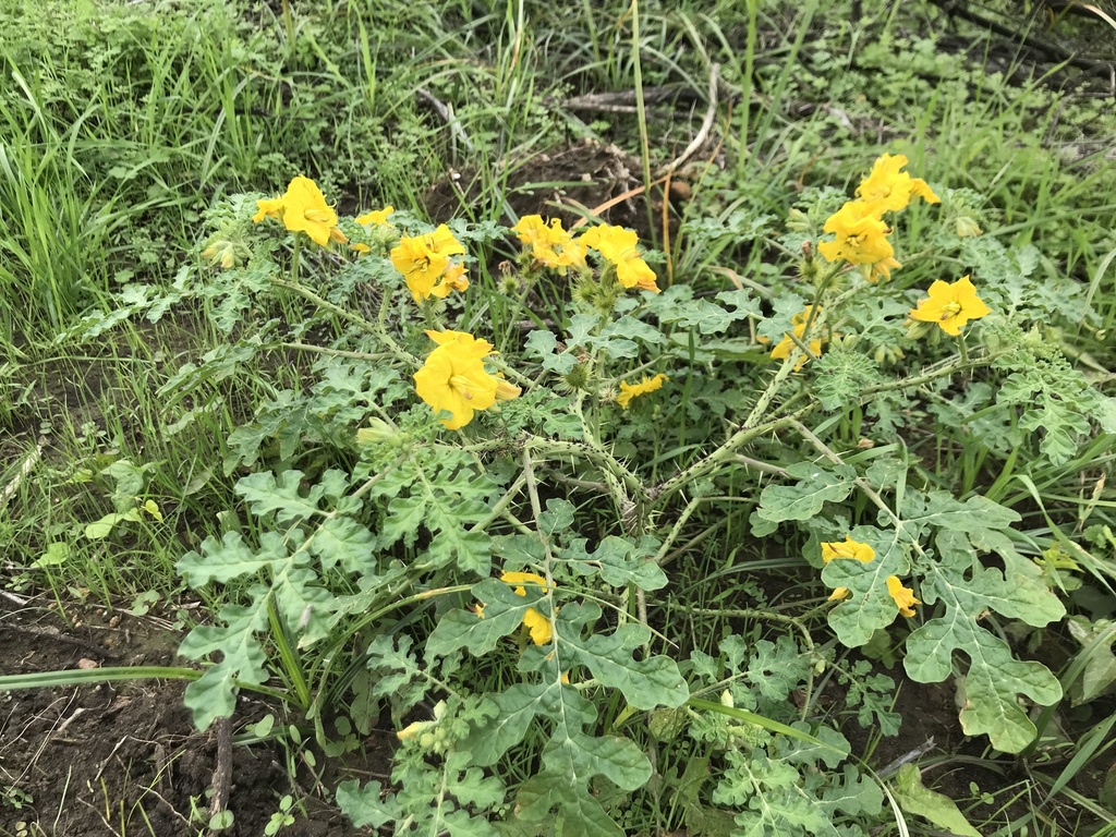 buffalo-bur from Dallas, TX, US on November 11, 2023 at 12:13 PM by ...
