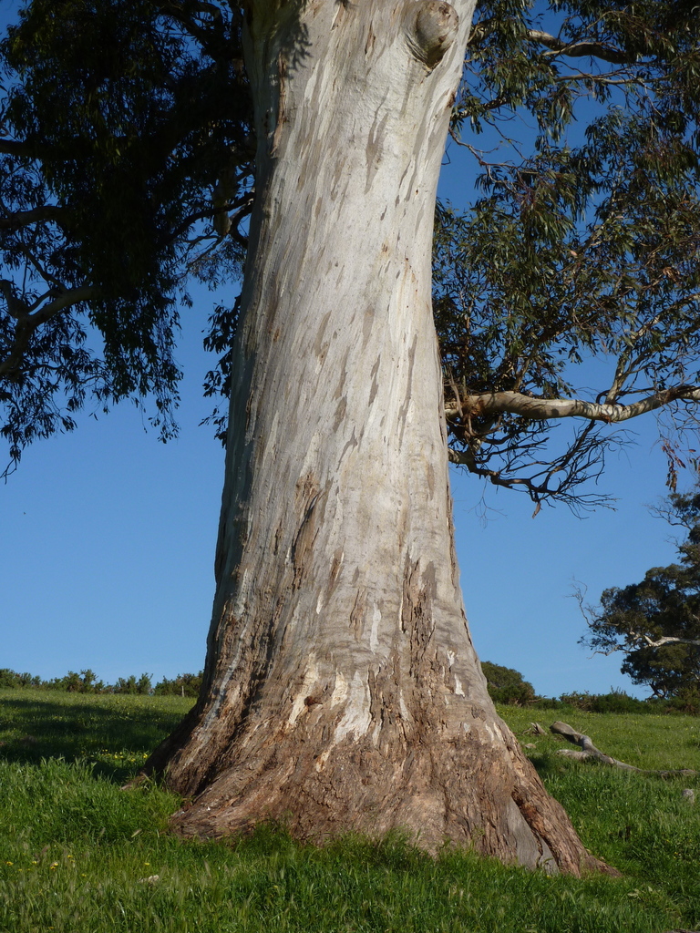South Australian Blue Gum (Eucalyptus leucoxylon leucoxylon ...
