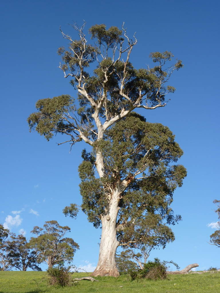 South Australian Blue Gum (Eucalyptus leucoxylon leucoxylon ...