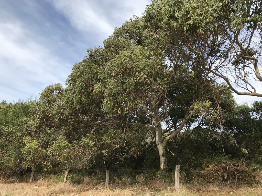 Eucalyptus leucoxylon megalocarpa from Nelson VIC 3292, Australia on ...