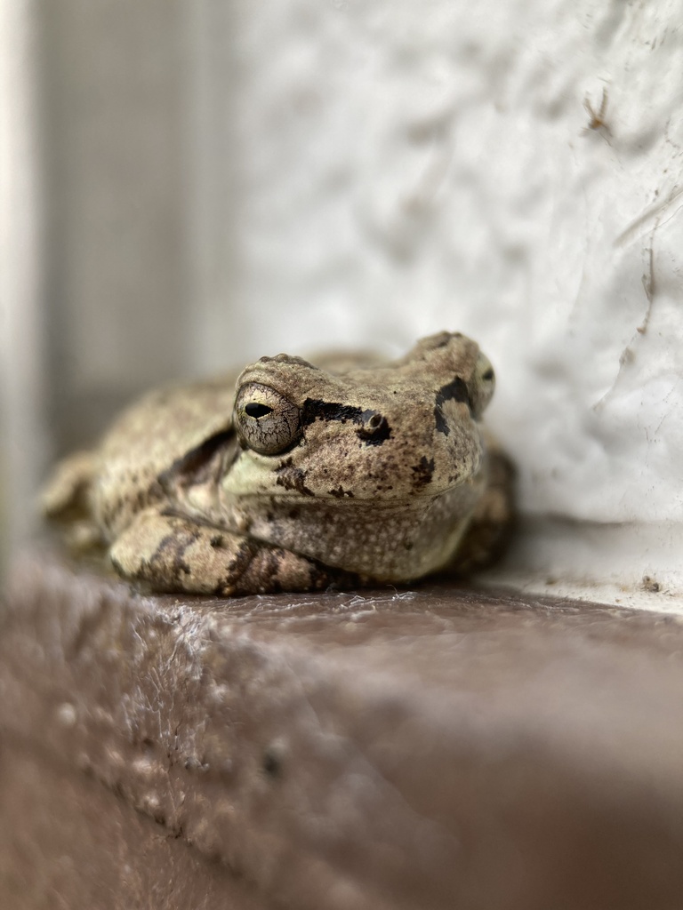 Japanese Tree Frog from 和泉町宮前, 安城市, 愛知県, JP on November 12, 2023 at 07: ...