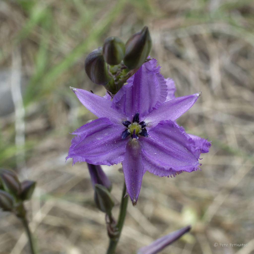 chocolate lily from Sunbury VIC 3429, Australia on November 11, 2023 at ...