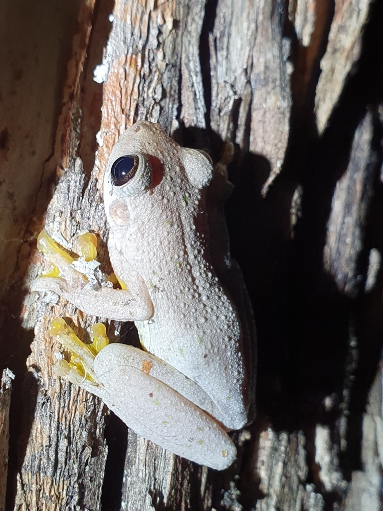 Tyler's Tree Frog from Cedar Creek QLD 4520, Australia on November 11 ...