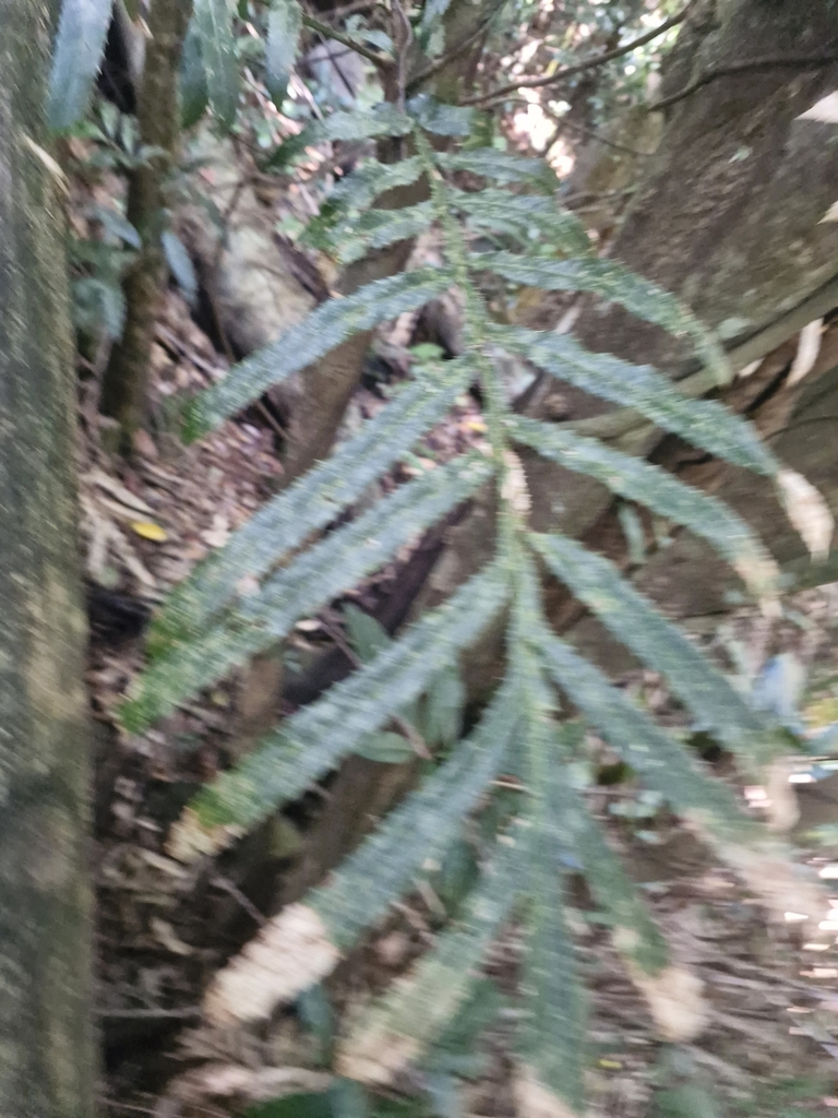 Red Bopple Nut from Rocky Creek Dam, Dunoon NSW 2480, Australia on ...
