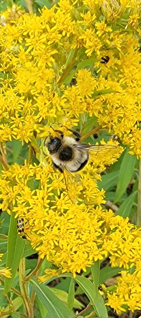Common Eastern Bumble Bee from Como, MS 38619, USA on November 11, 2023 ...