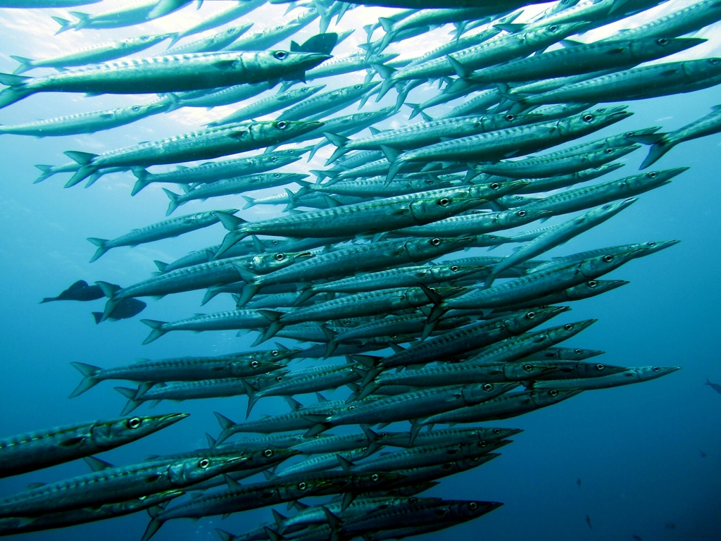 Mexican Barracuda from Buenaventura, CO-VC, CO on October 22, 2017 at ...