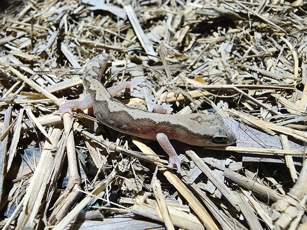 Eastern Stone Gecko from Toolooa QLD 4680, Australia on November 11 ...