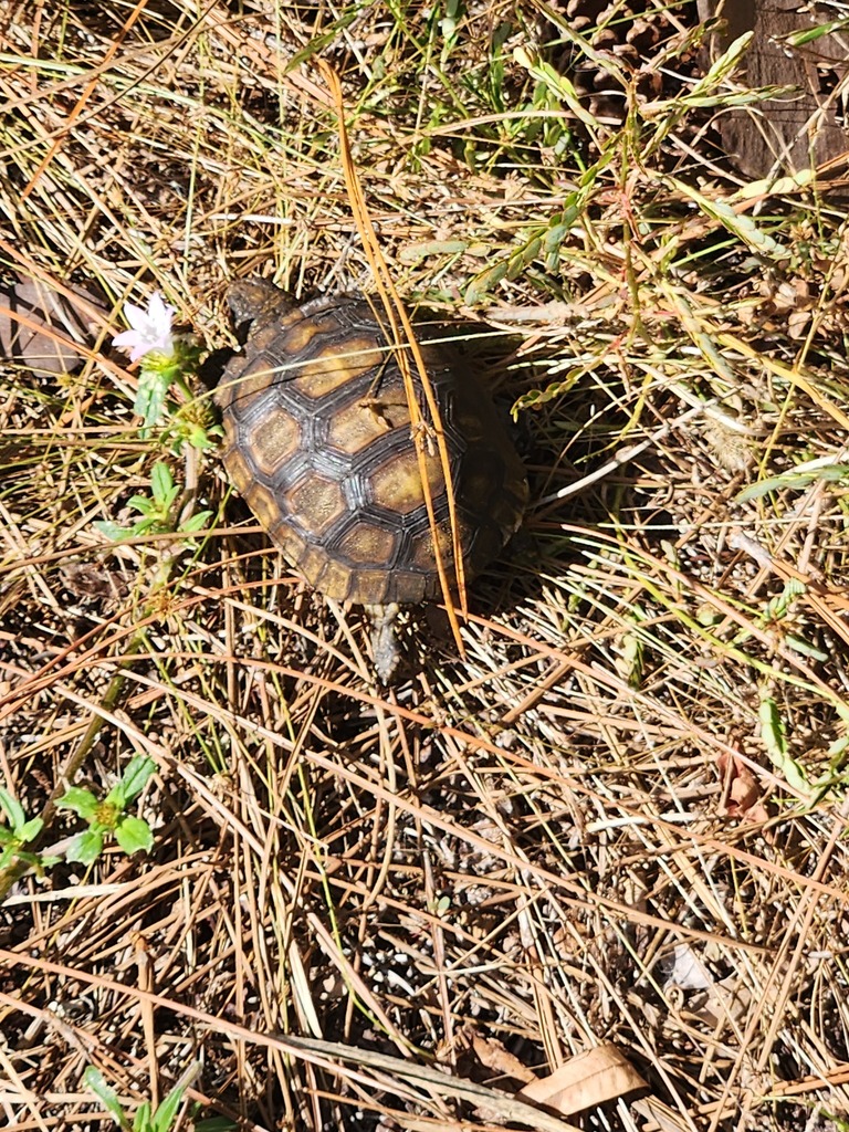 Gopher Tortoise in November 2023 by alexparry · iNaturalist