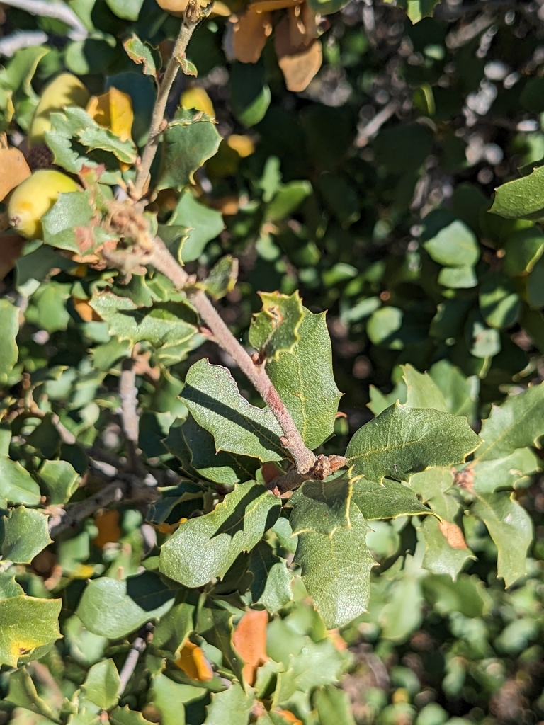 Torrey's Hybrid Oak from Warner Springs, CA 92086, USA on November 11 ...