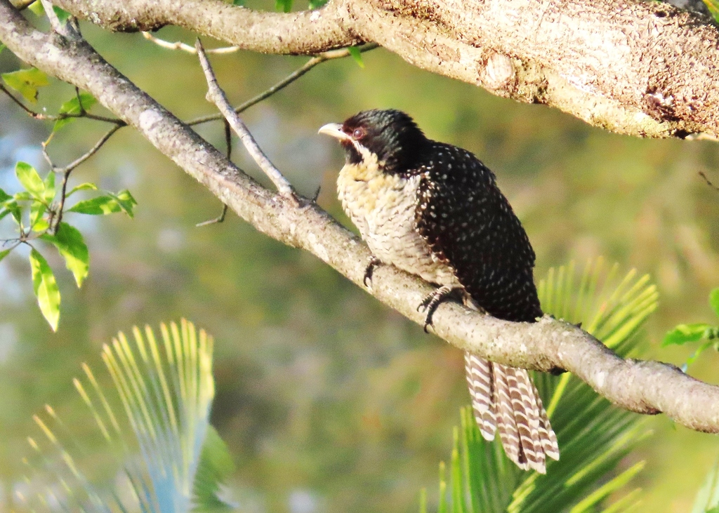 Eastern Australian Koel from Wallaga Lake NSW 2546, Australia on ...