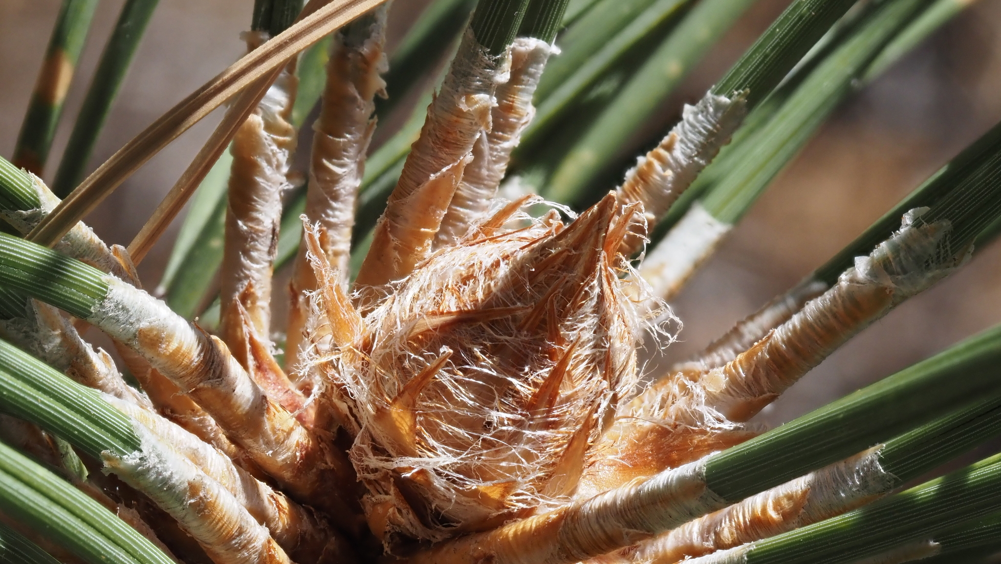 Plants of Southern California: Pinus jeffreyi and P. ponderosa ...