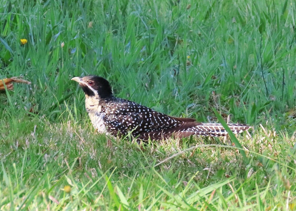 Eastern Australian Koel from Wallaga Lake NSW 2546, Australia on ...
