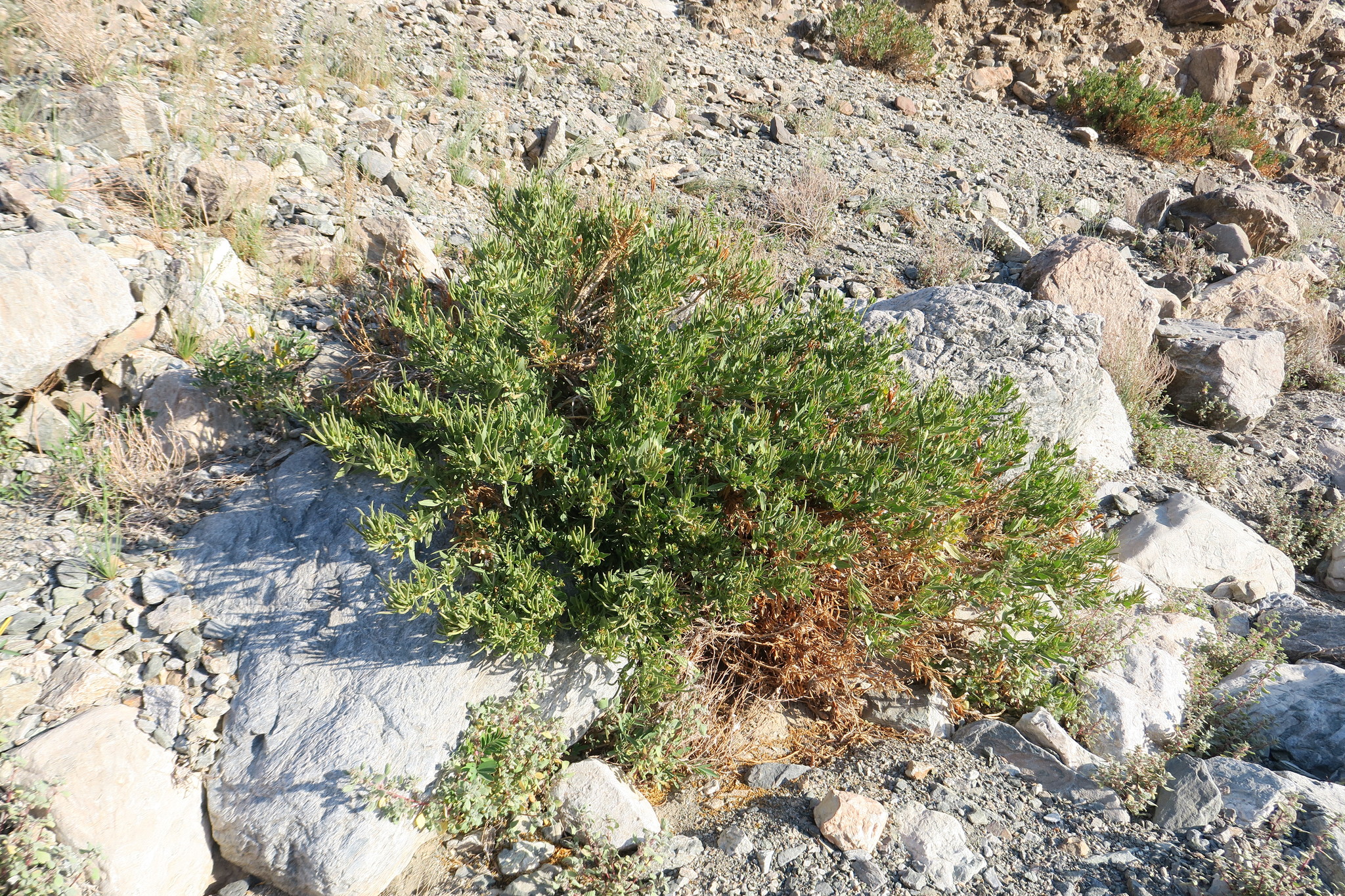 Rhazya stricta Decne.