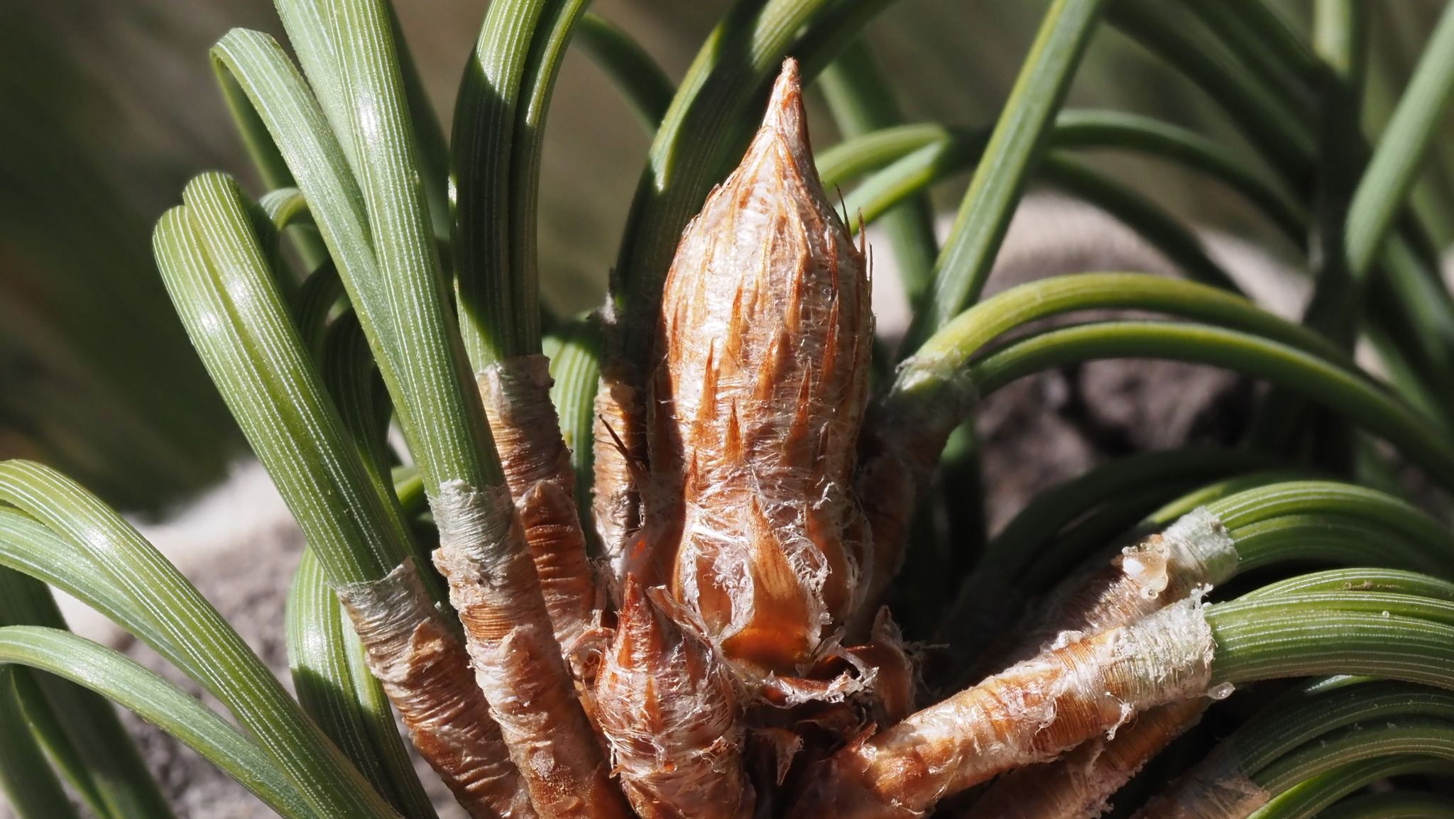 Plants of Southern California: Pinus jeffreyi and P. ponderosa ...