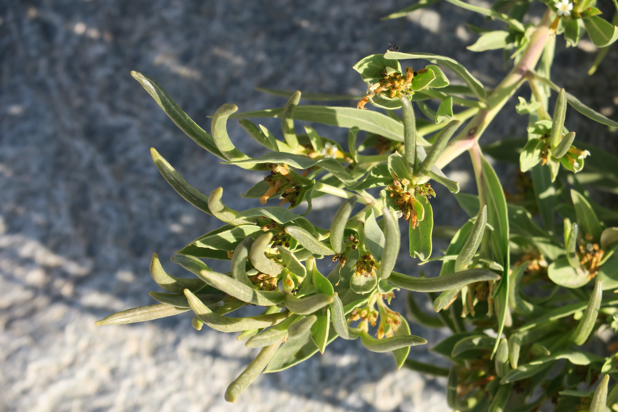 Rhazya stricta Decne.