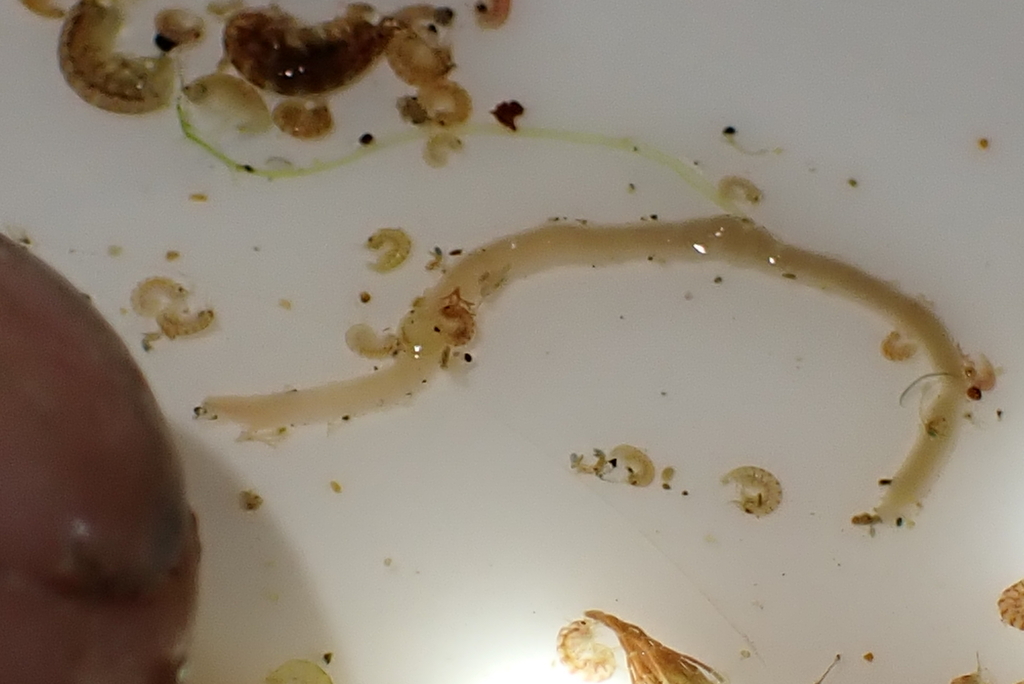 Ribbon Worms from Clutha, NZ-OT, NZ on November 12, 2023 at 10:42 AM by ...