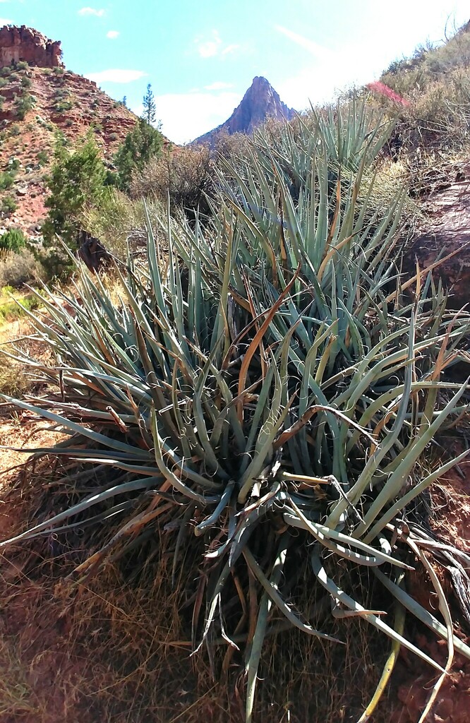 Banana Yucca from Washington County, UT, USA on September 15, 2019 at ...