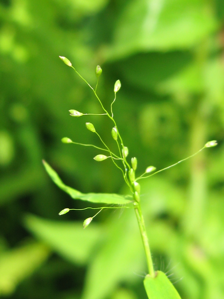 Dichanthelium dichotomum (Farmerville meadow) · iNaturalist