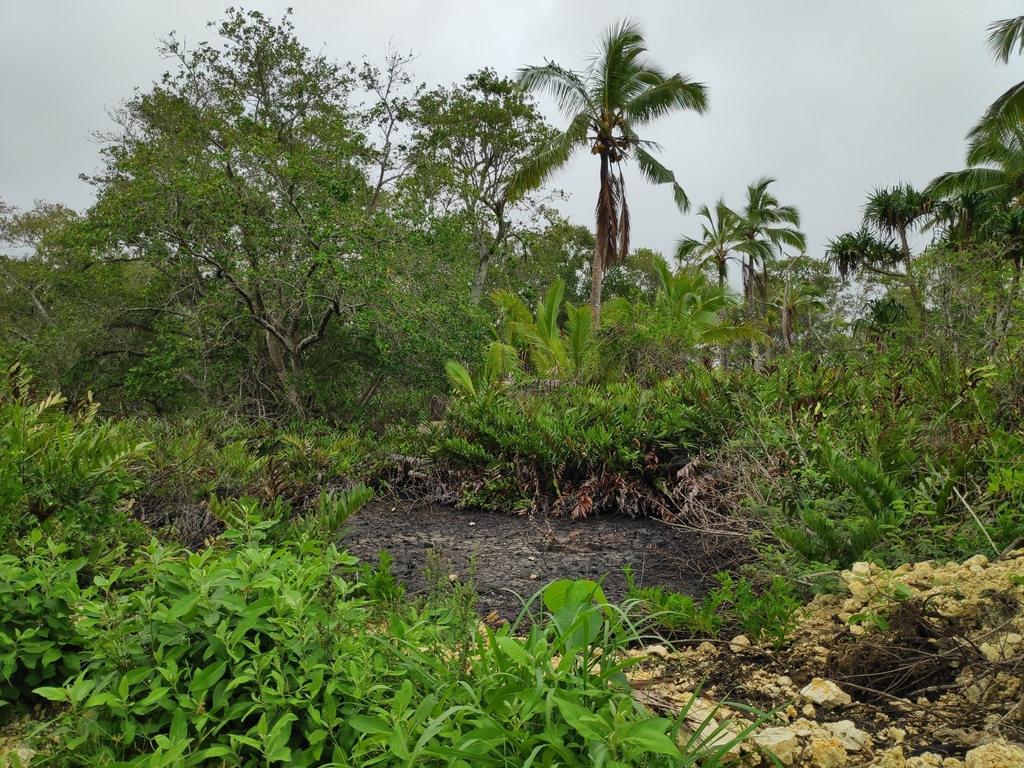coconut palm from Vaini, Tonga on November 11, 2023 at 11:01 AM by ...