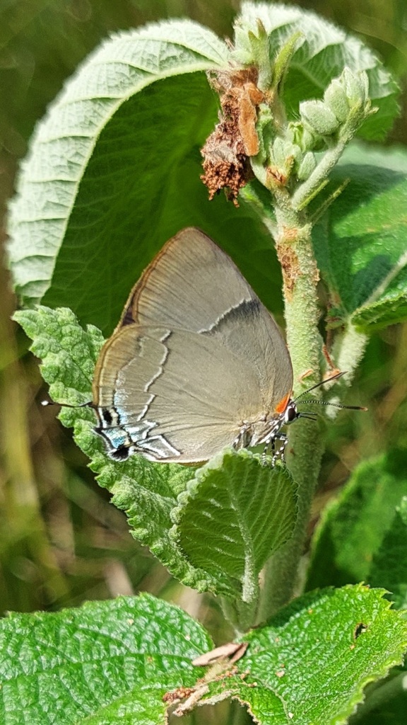 Bitias Hairstreak from Villanueva, Casanare, Colombia on November 11 ...