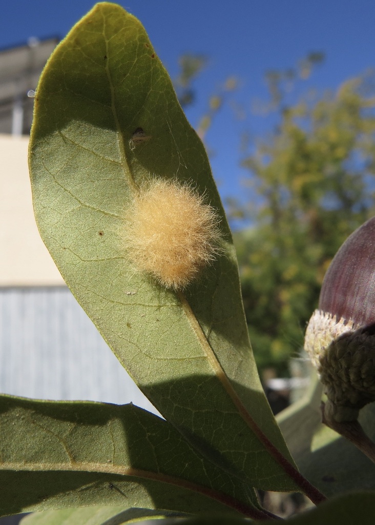Wool-bearing Gall Wasp from South Mountain Village, Phoenix, AZ, USA on ...