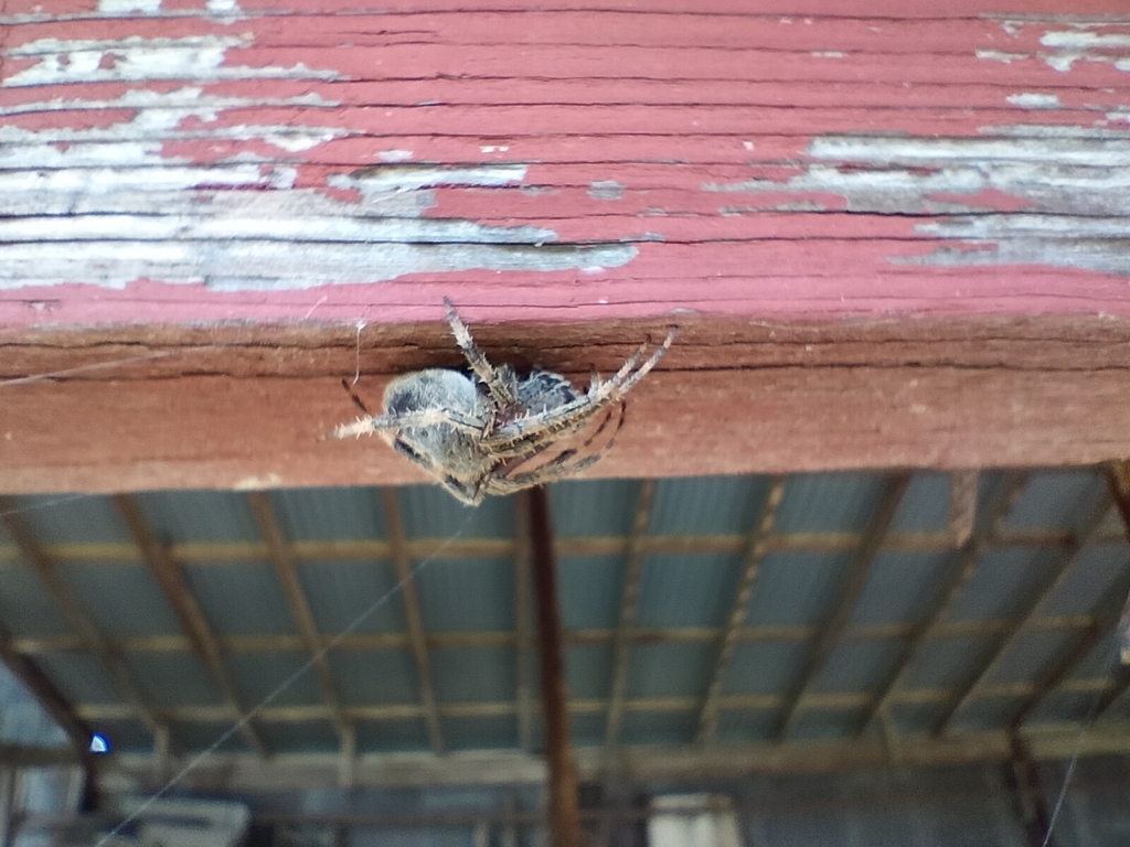 Spotted Orbweaver from Godley, TX 76044, USA on November 11, 2023 at 02 ...