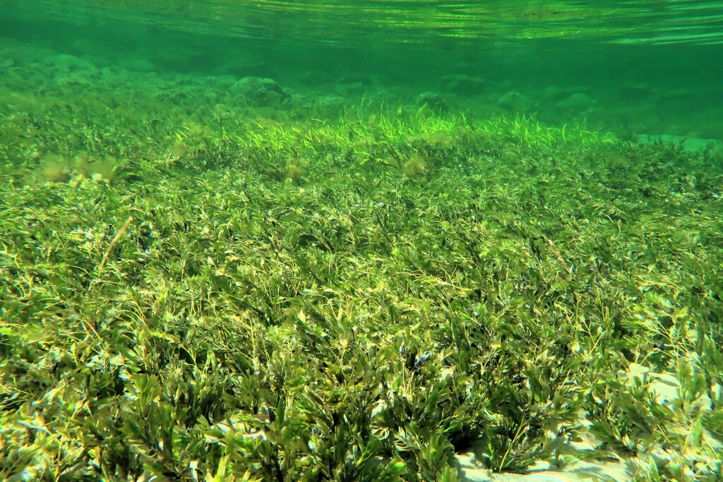 Sea Nymph from 7000 Main S Rd, Normanville SA 5204, Australia on ...