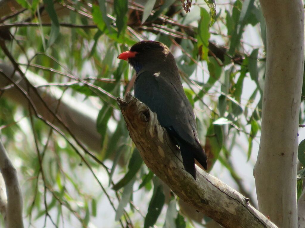 Dollarbird from Brisbane QLD, Australia on November 12, 2023 at 10:05 ...