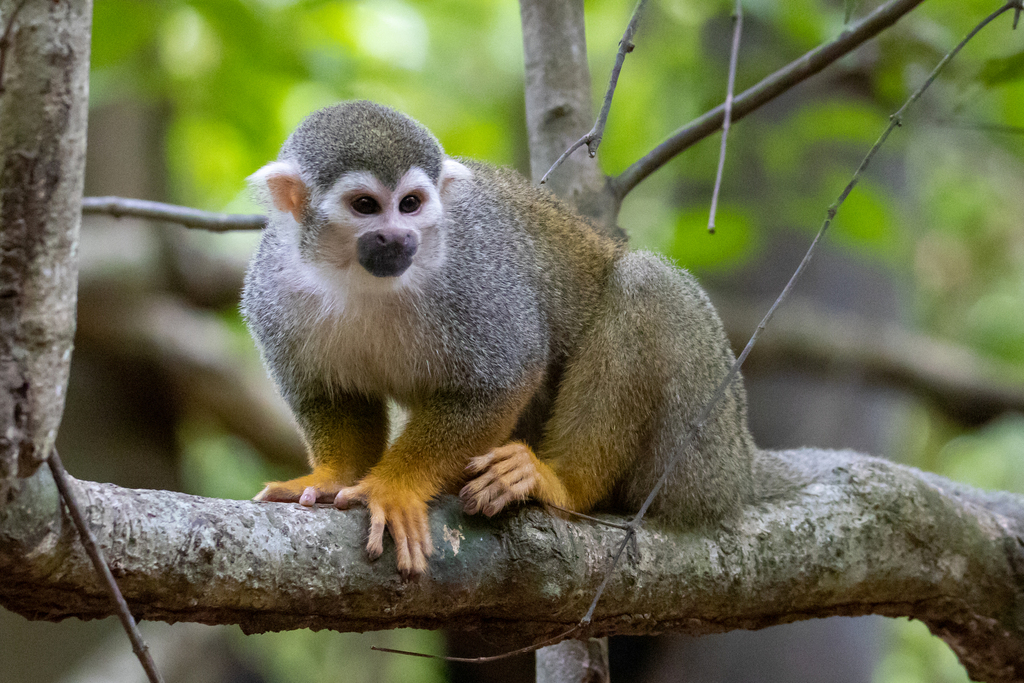 Common Squirrel Monkey (Saimiri sciureus) - Know Your Mammals