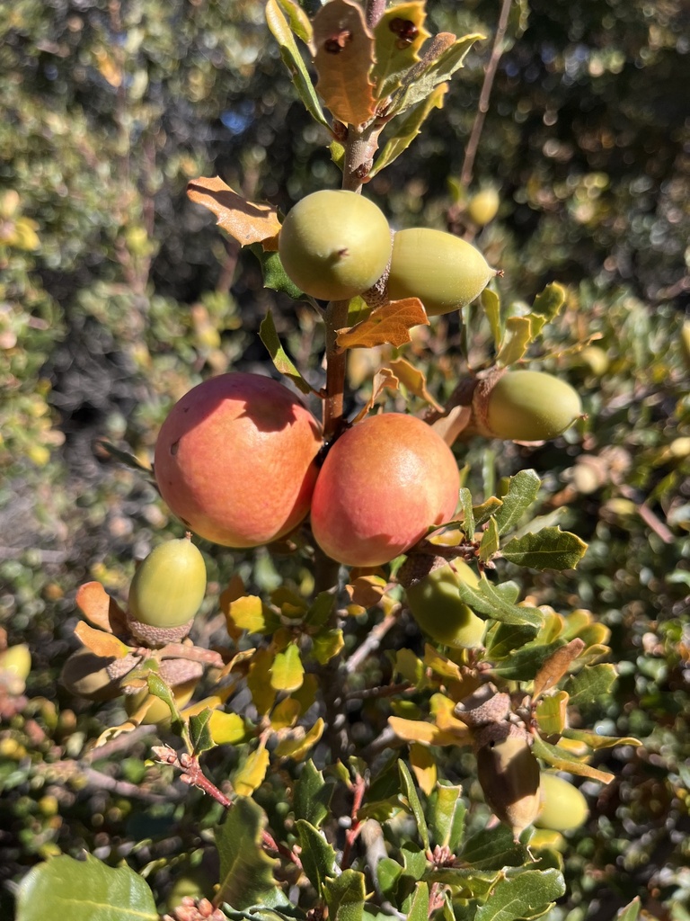 Torrey's Hybrid Oak from Cleveland National Forest, Mount Laguna, CA ...