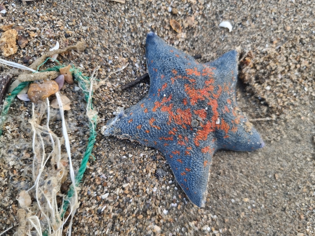 Blue Bat Star from 대한민국 on November 11, 2023 at 04:44 PM by jung yong ...