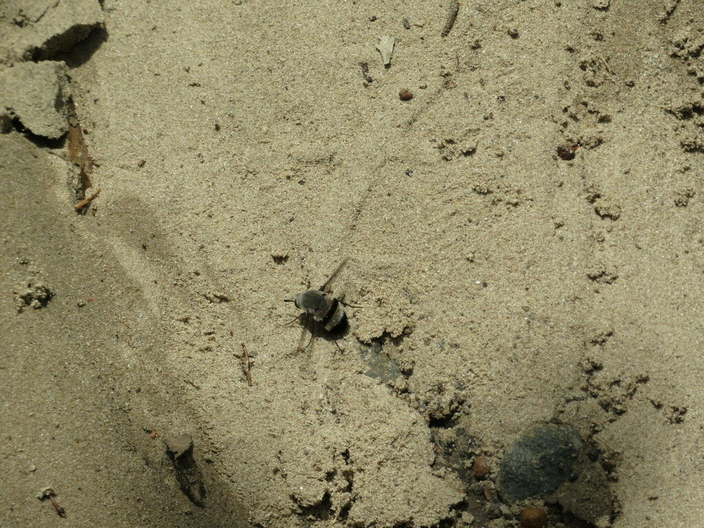 Meomyia from Brisbane QLD, Australia on November 12, 2023 at 09:59 AM ...