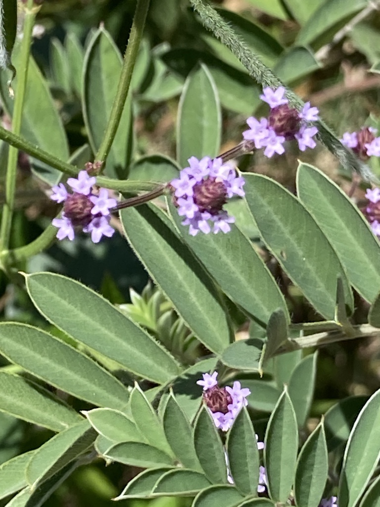 purpletop vervain from Freight St, Lytton, QLD, AU on November 12, 2023 ...