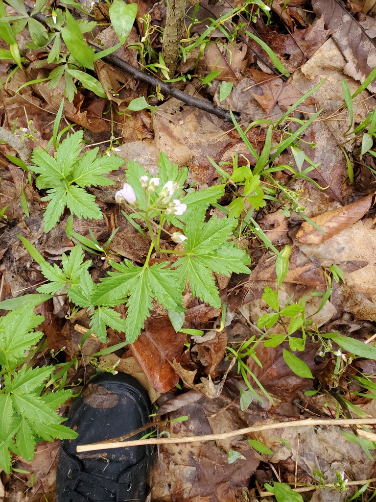 large toothwort in April 2023 by joe_gabriel. Suspect maxima. Leaves ...