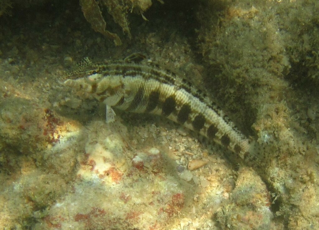 Southern Grubfish from Hinchinbrook, QLD, Australia on October 29, 2023 ...