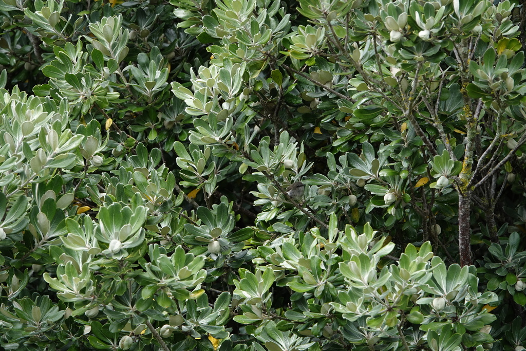 Karo ((3) Native Plants garden) · iNaturalist